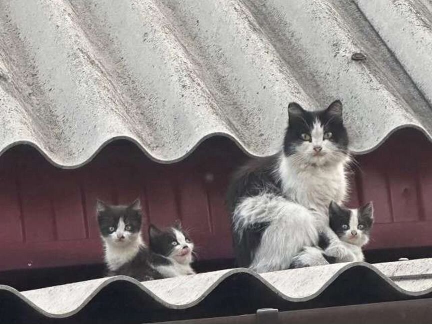 Котятки с кошкойв Добрые руки