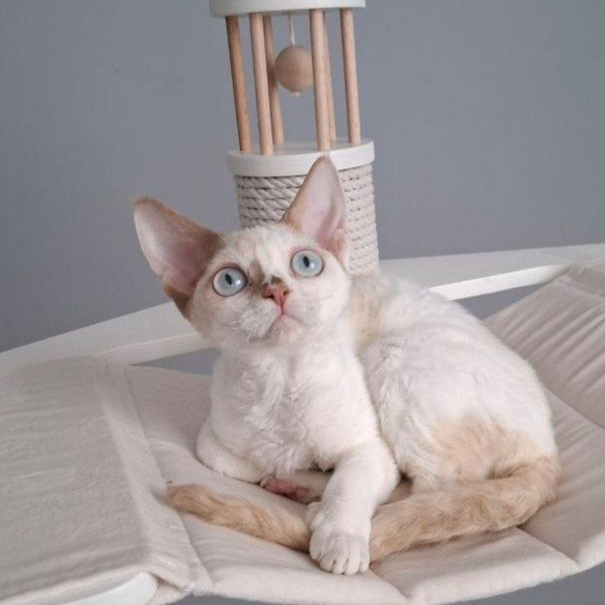 Котята девон-рекс
