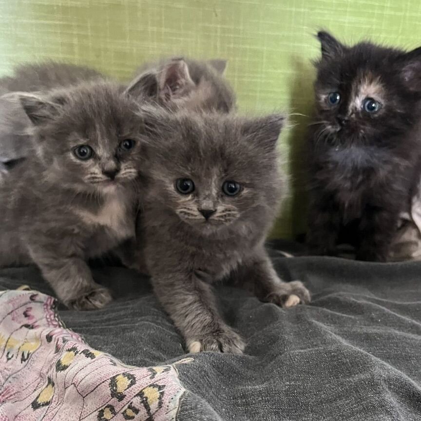 Ищут дом красивые кошечки