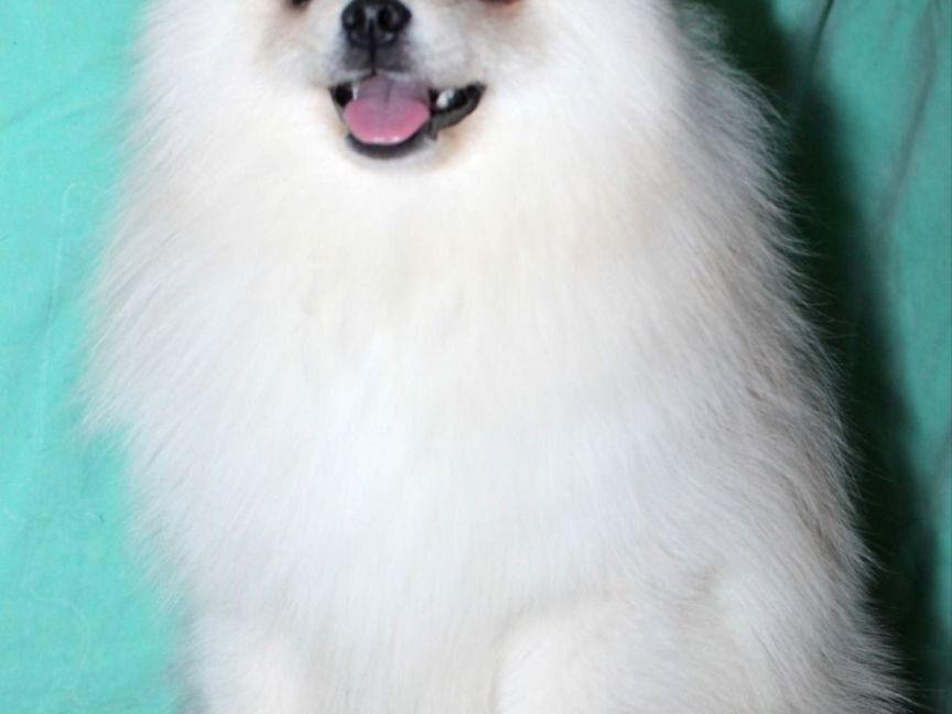 Шпиц мини, подросток