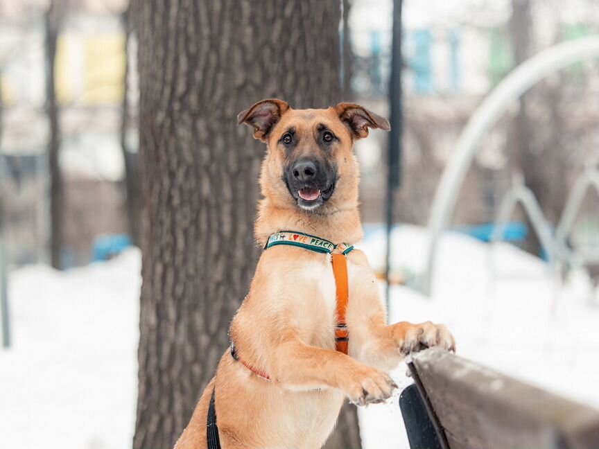 Лапочка Брия