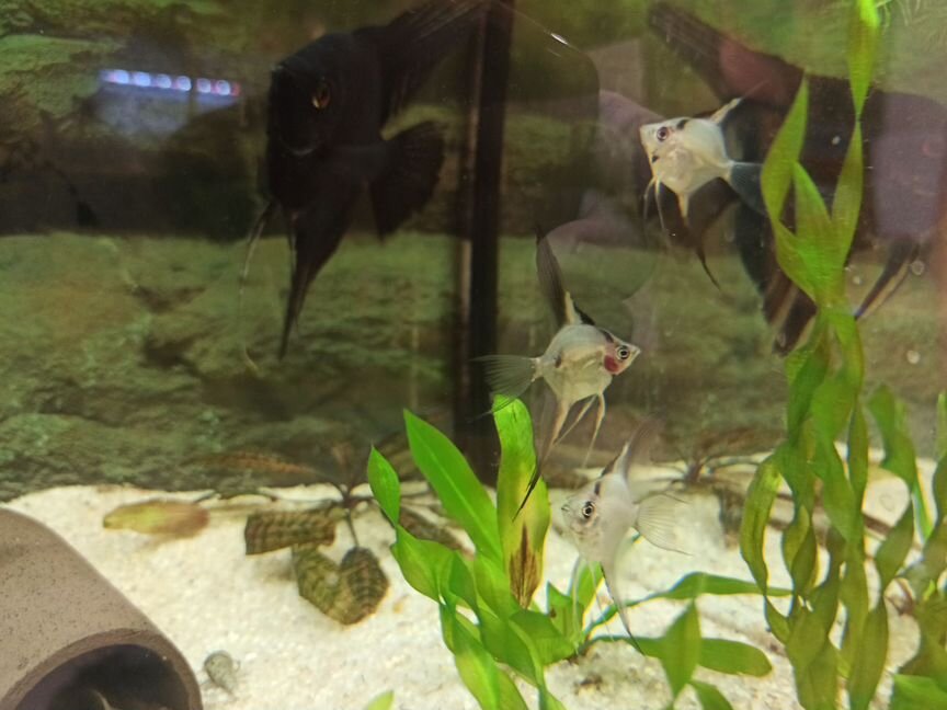 Скалярия Параиба светлая вуаль и высокопоавничные