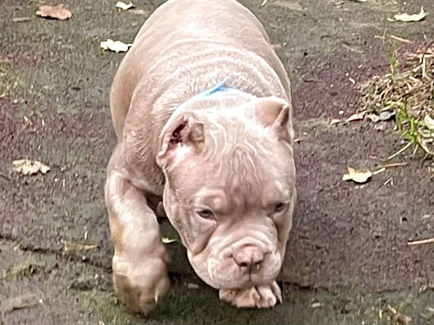 Американский булли