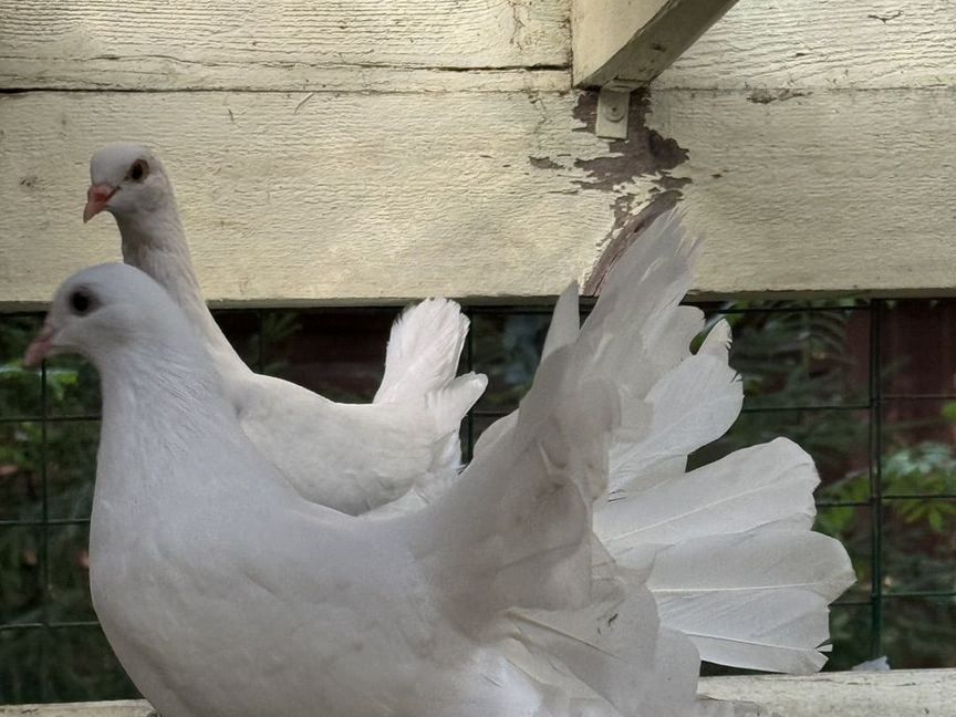 Домашние голуби, молодые