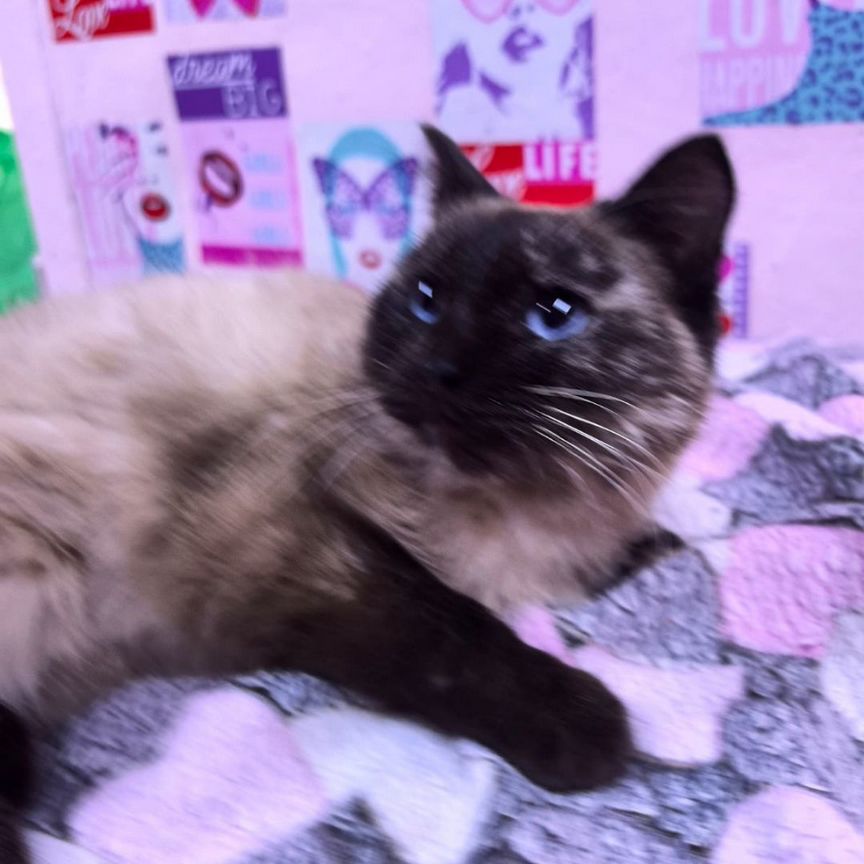 Отдам в добрые руки сиамскую кошку