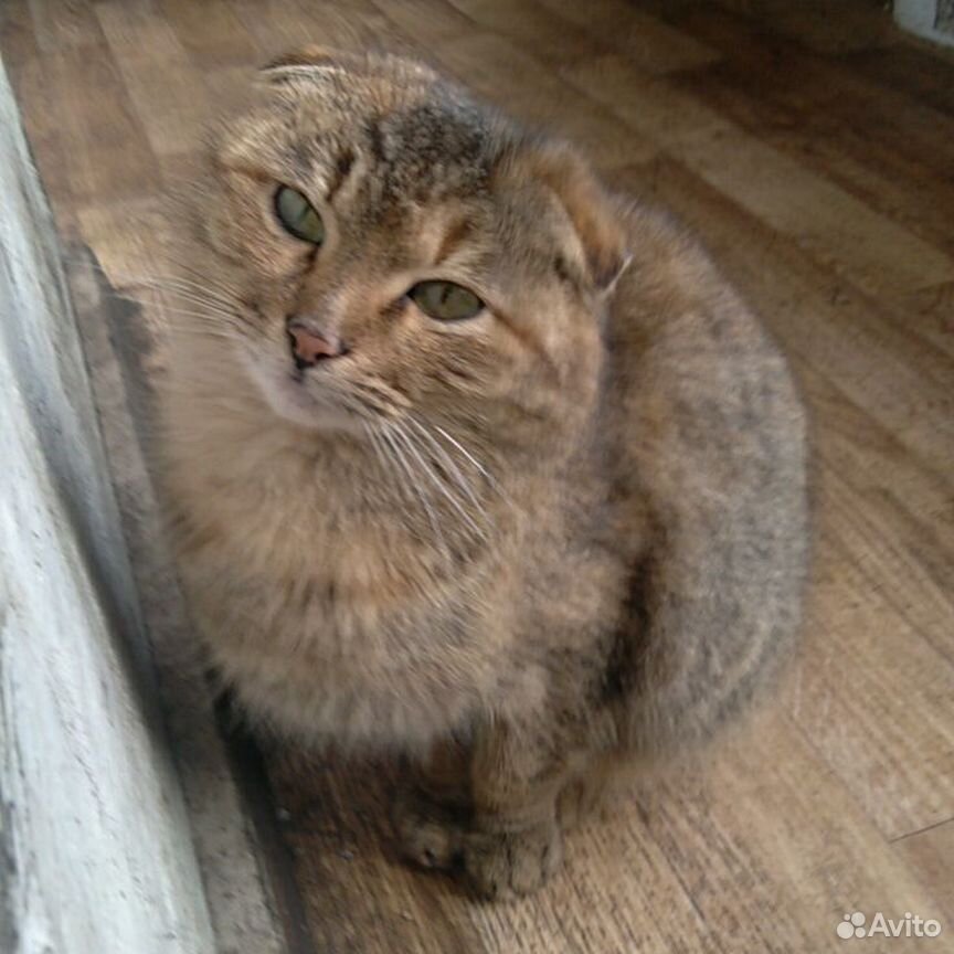 Шотландская 1 года