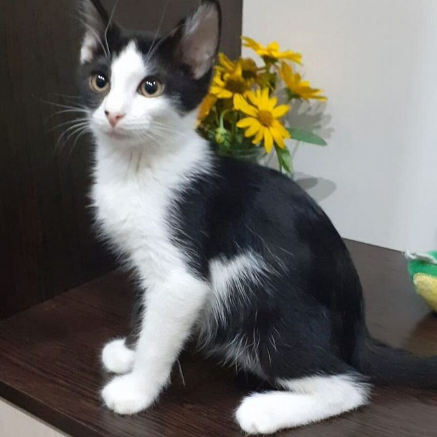 Котёнок Феликс