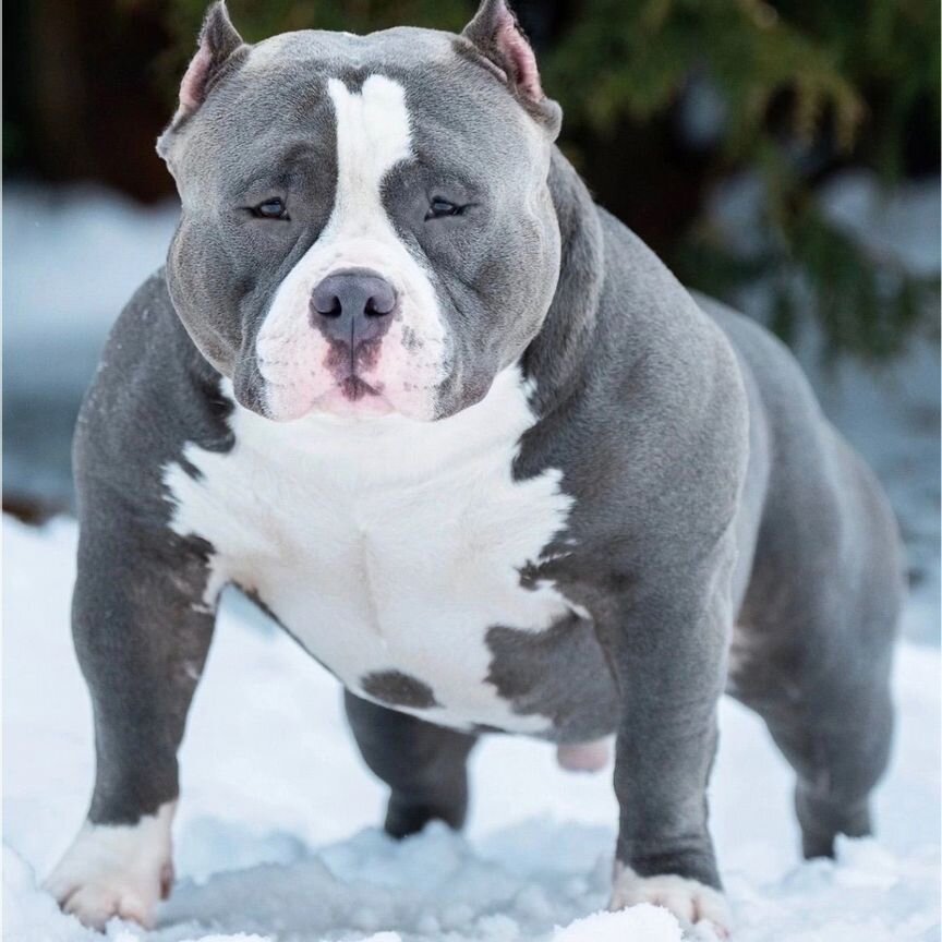 Американский булли, вязка