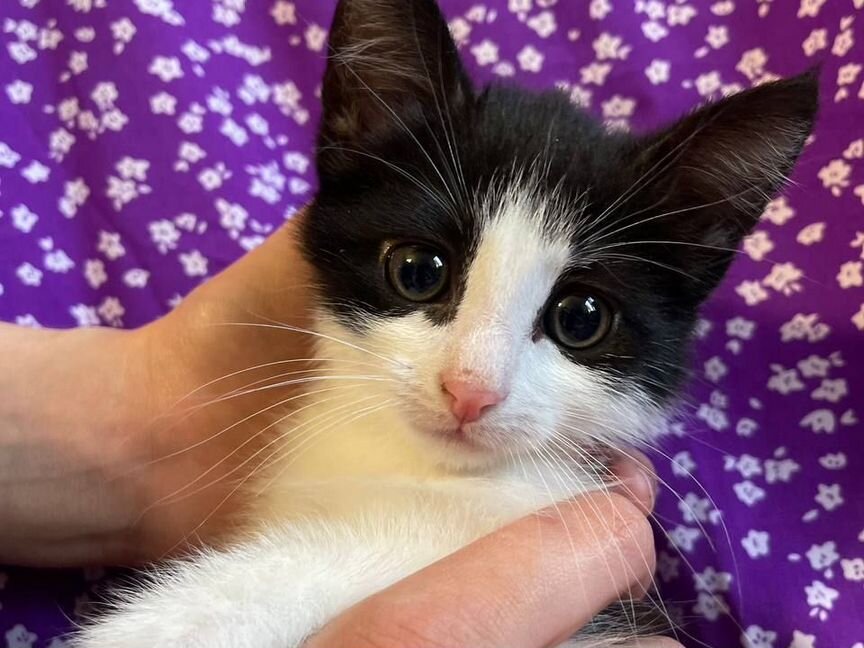 Котенок Котик