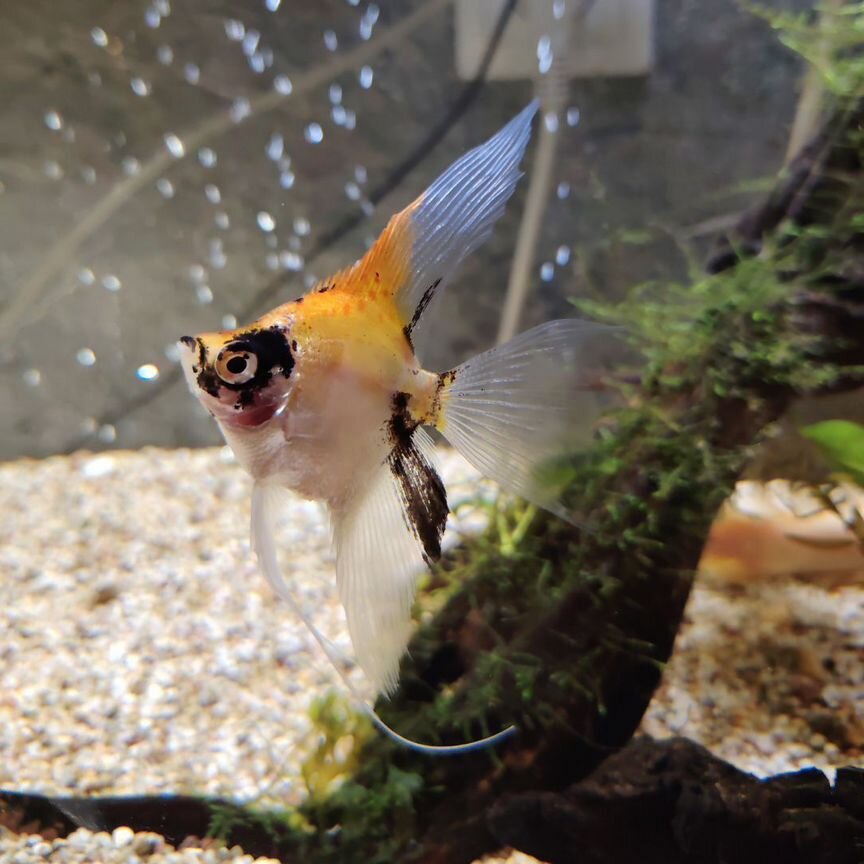 Полиптерус альбинос, скалярия