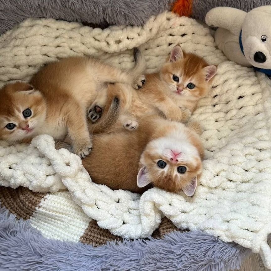 Шотландские золотые шиншиллы котята