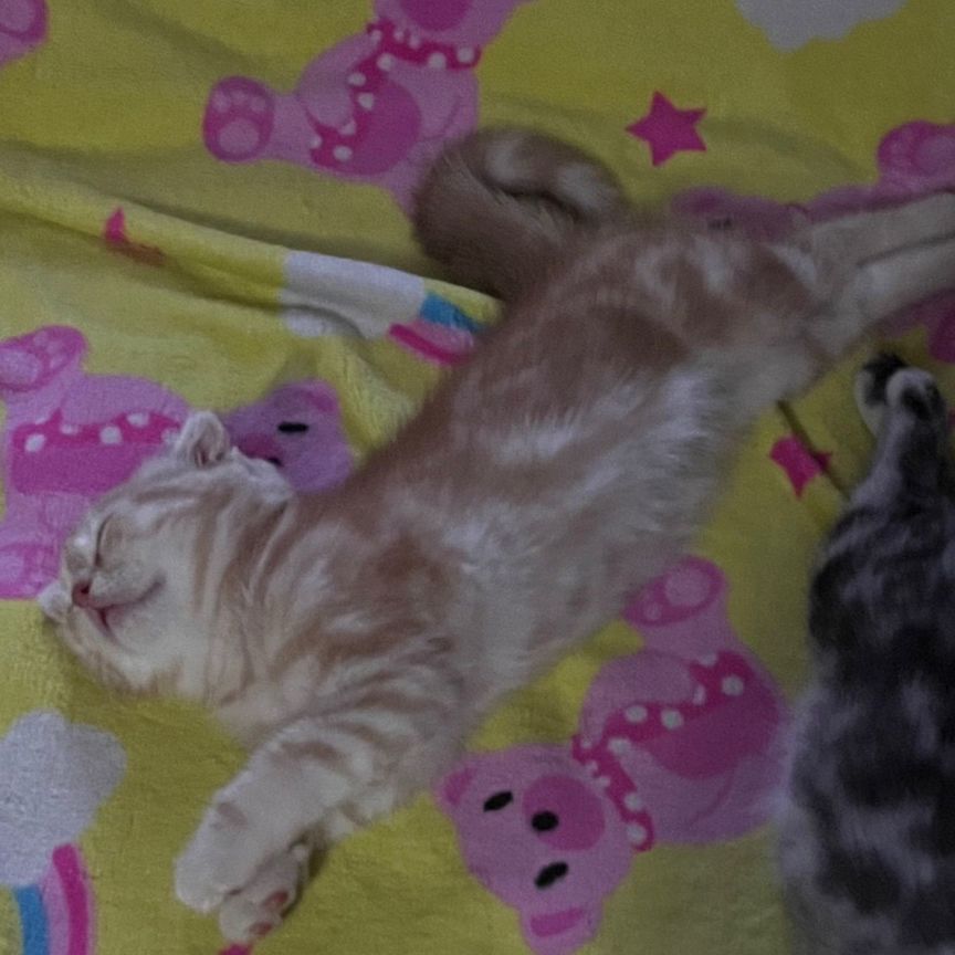 Шотландский вислоухий длинношёрстный котёнок