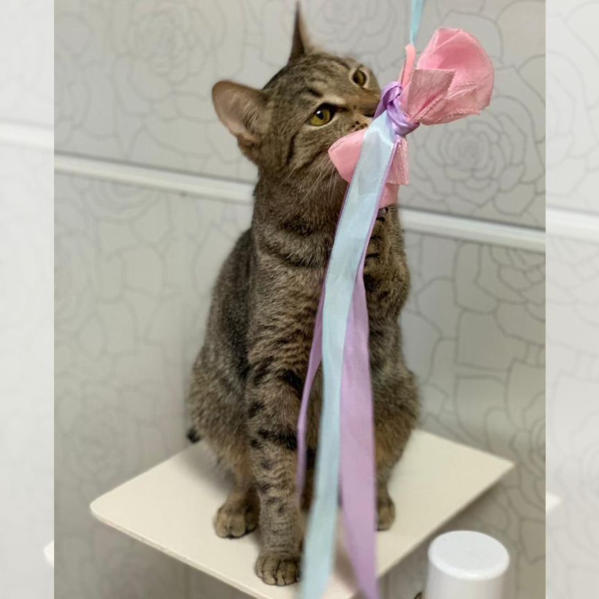 Классная кошечка Настя в семью