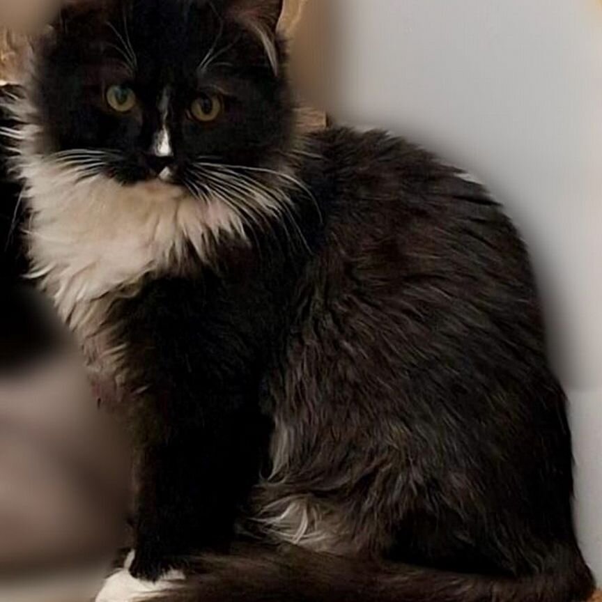 Маркизный котенок