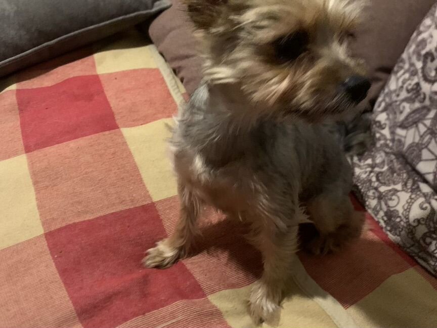 Йоркширский терьер