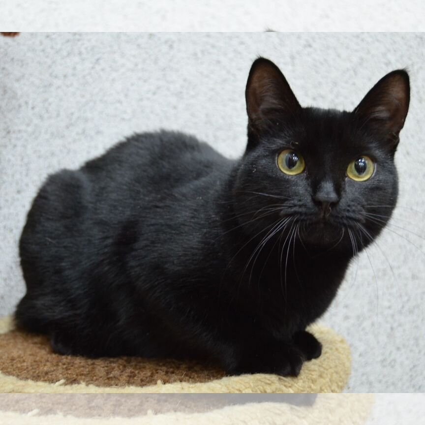 Взрослая, кошка в добрые руки