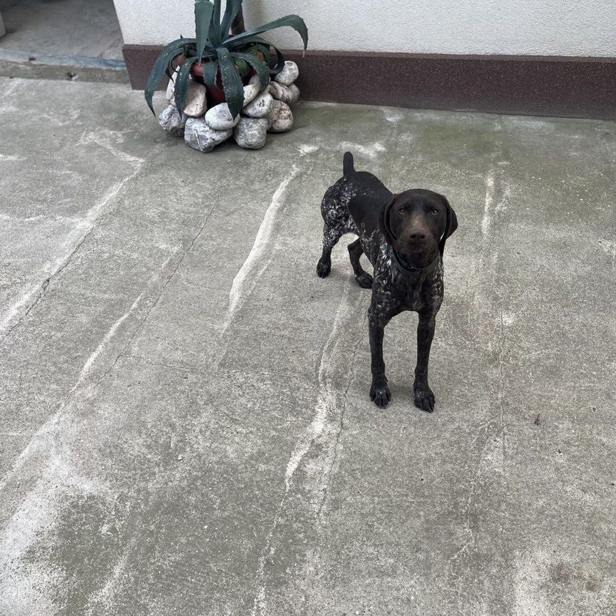 Курцхар в добрые руки