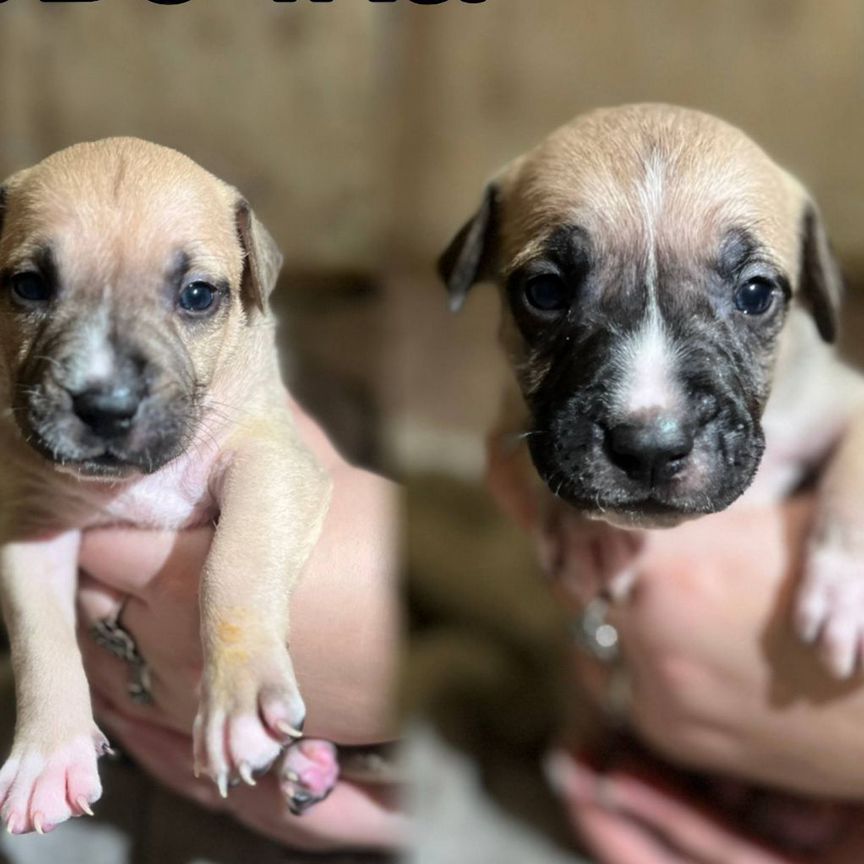 Американский стаффордширский терьер, щенок