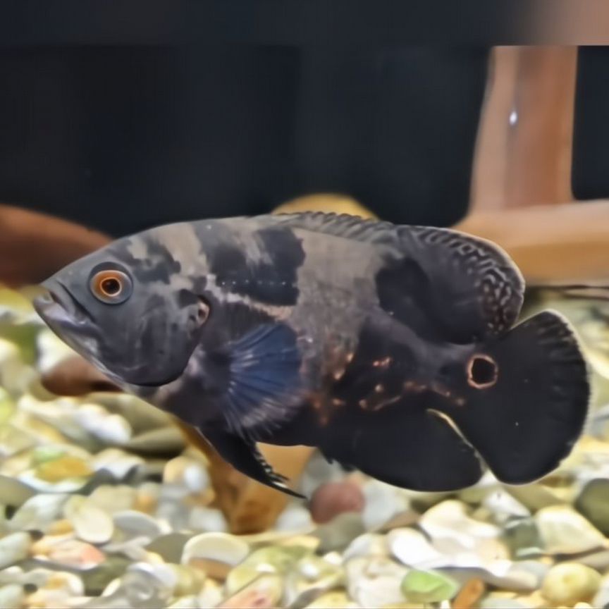 Аквариумные рыбки