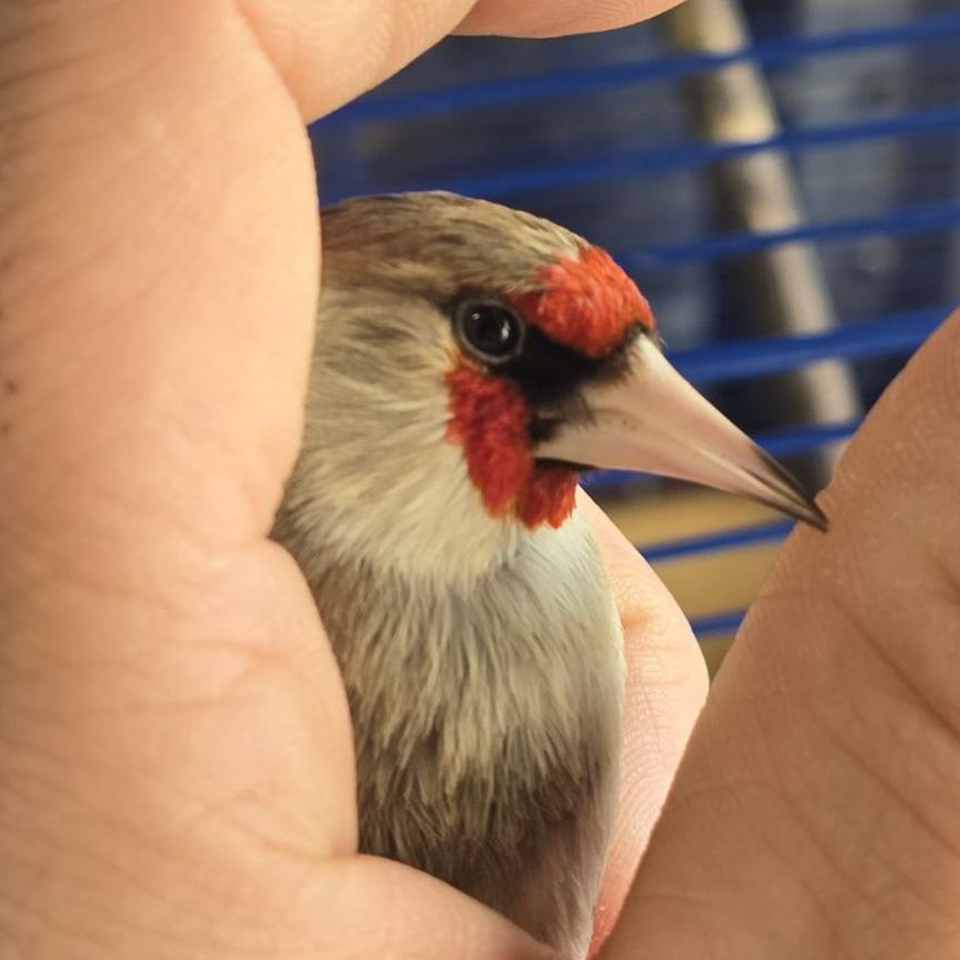 Седоголовый щегол