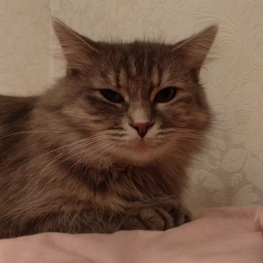 Кошечка в добрые руки