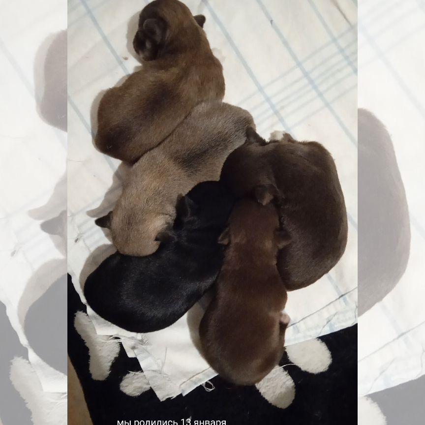 Чихуахуа, щенок