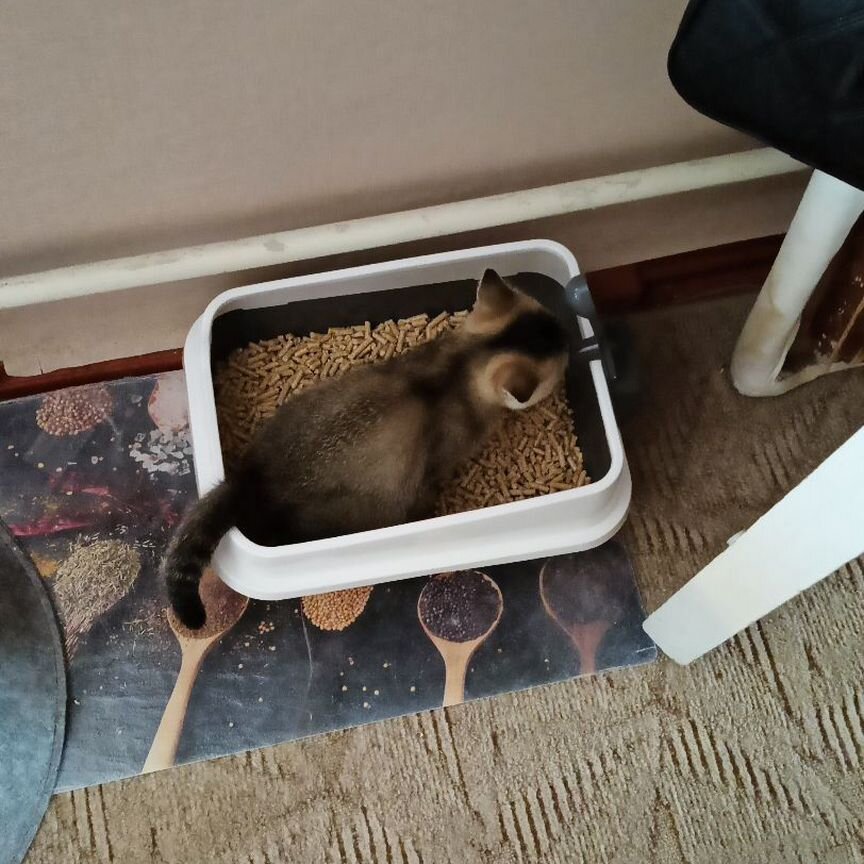 Лоток   пледик   лежанка для котят