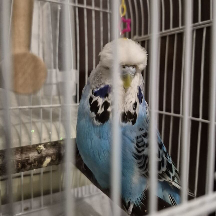 Попугай чех