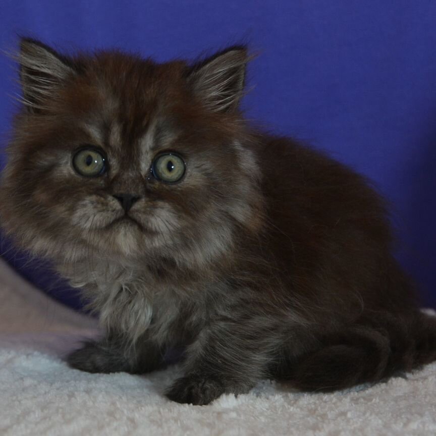 Британка. Черный дым