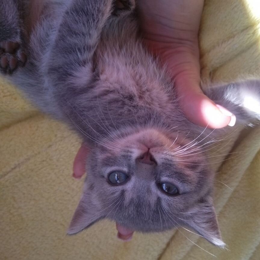 Чудесные котята