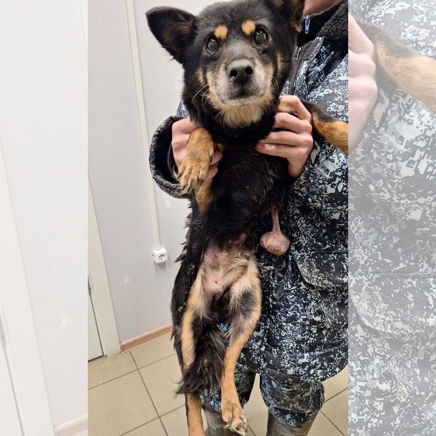 Взрослая собака в добрые руки