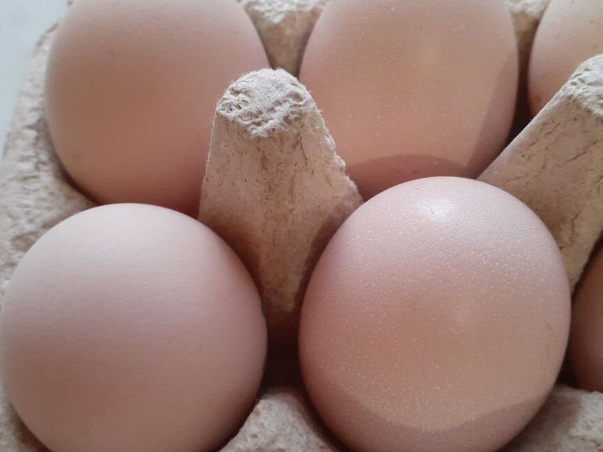 Инкубационное яйцо кур несушек