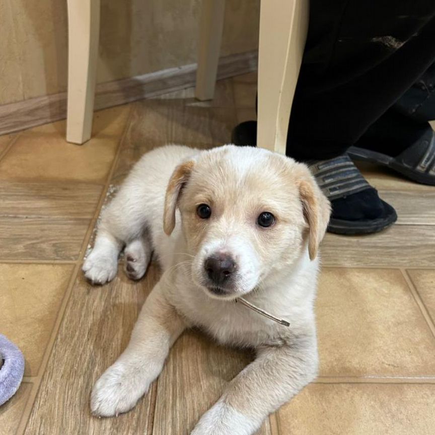 Щенок мальчик маленький 1 месяц