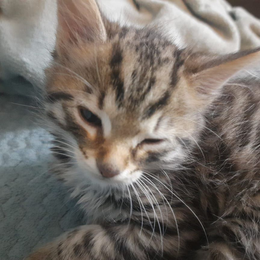 Котенок