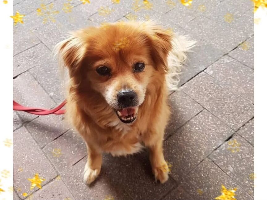 Собачка подросток в добрые руки