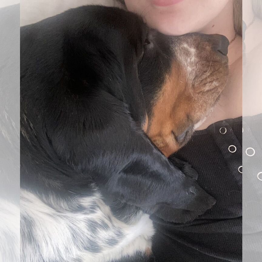 Бассет хаунд