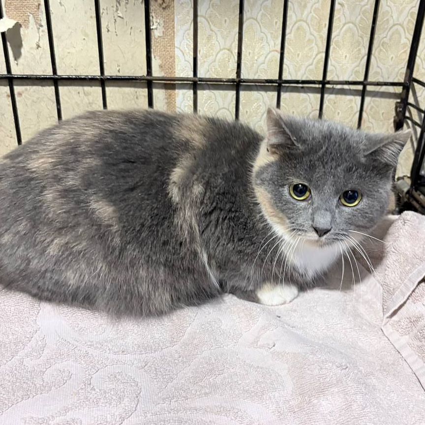 Взрослая, кошка в добрые руки