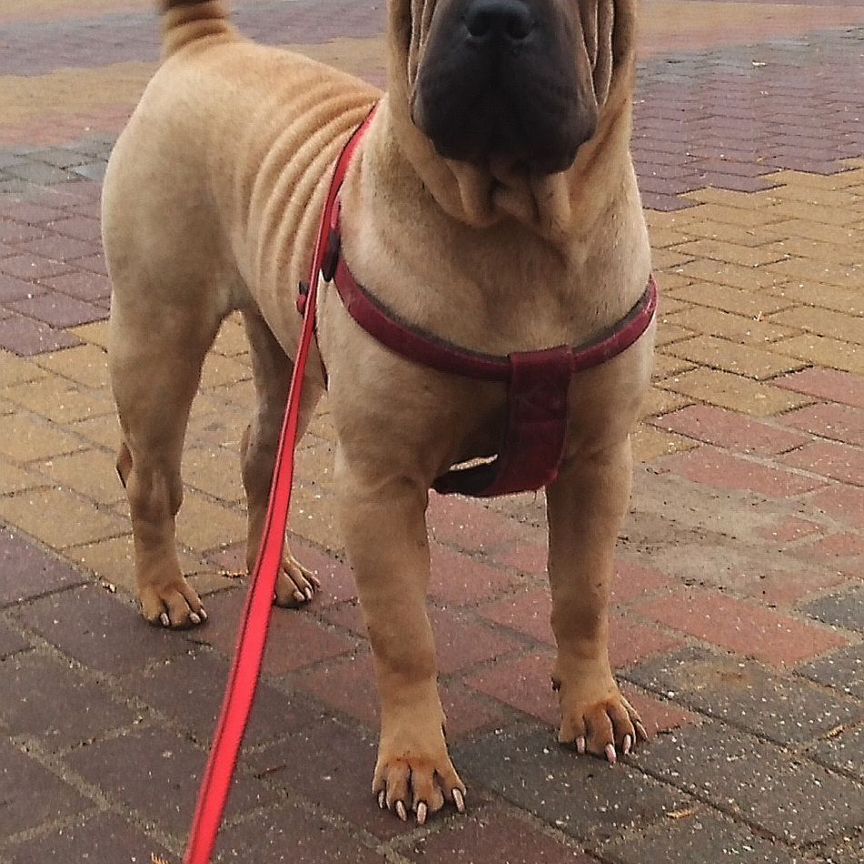 В добрые руки