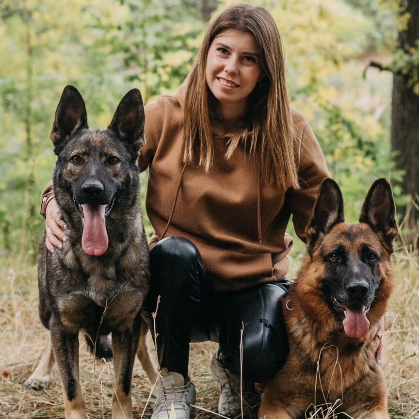 Овчарки для фотосессии