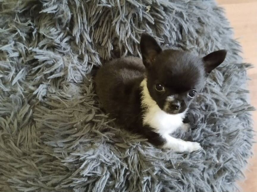 Щенки чихуахуа мини девочки