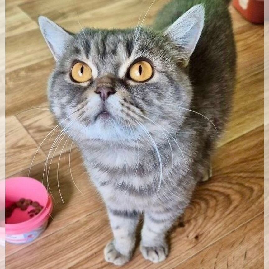 Британская короткошёрстная, взрослая кошка