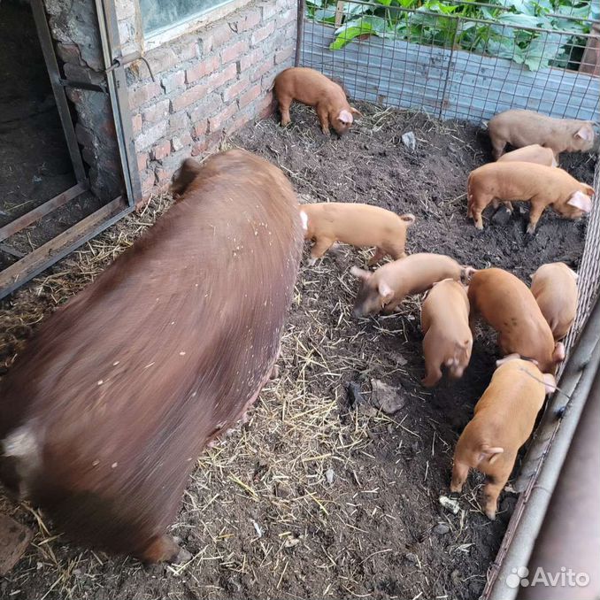 Поросята породы дюрок