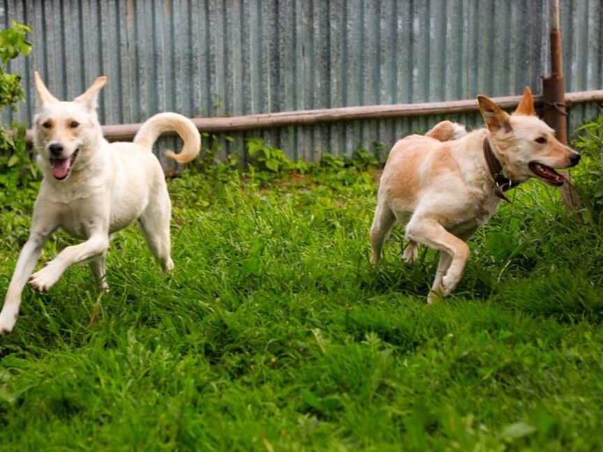 Дина и Лина ищут дом