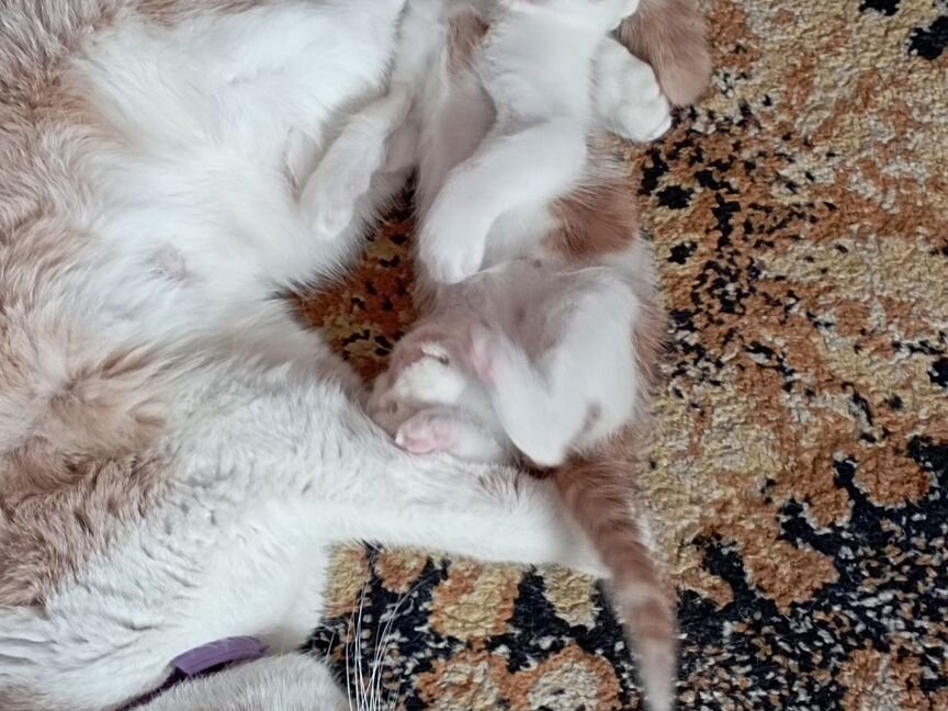 Шотландский смесь