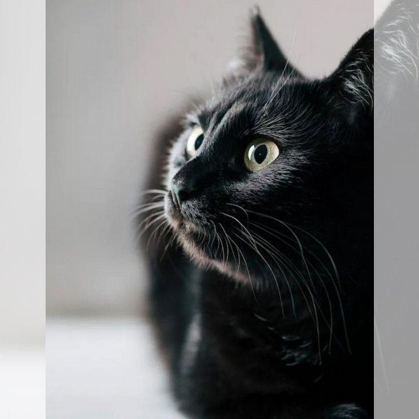 Японский бобтейл короткошёрстный, взрослый кот