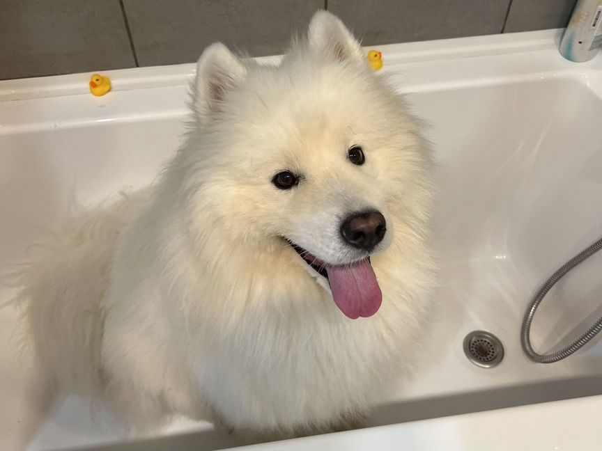 Самоед в добрые руки