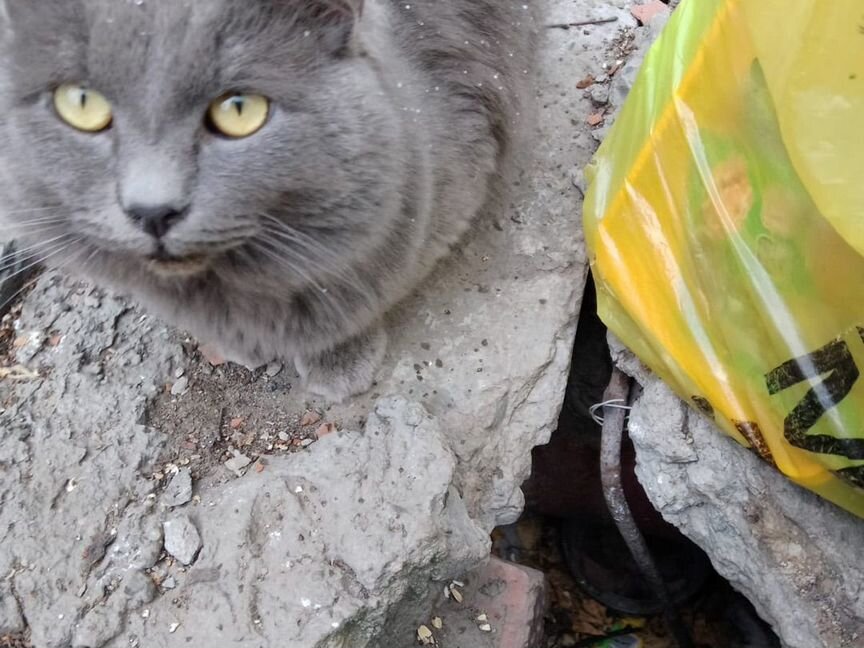 Кот
