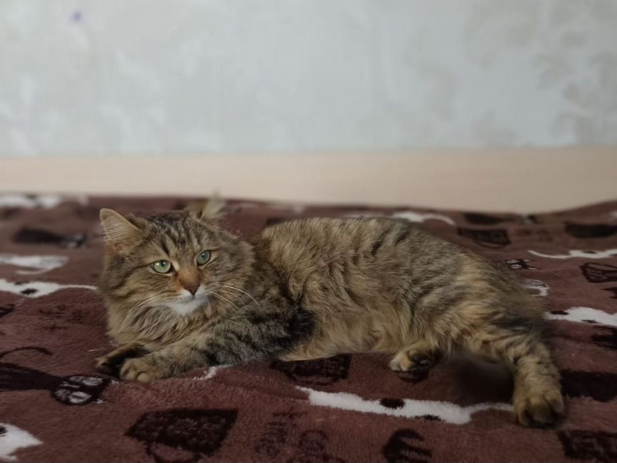 Кошечка 8мес стерилизована