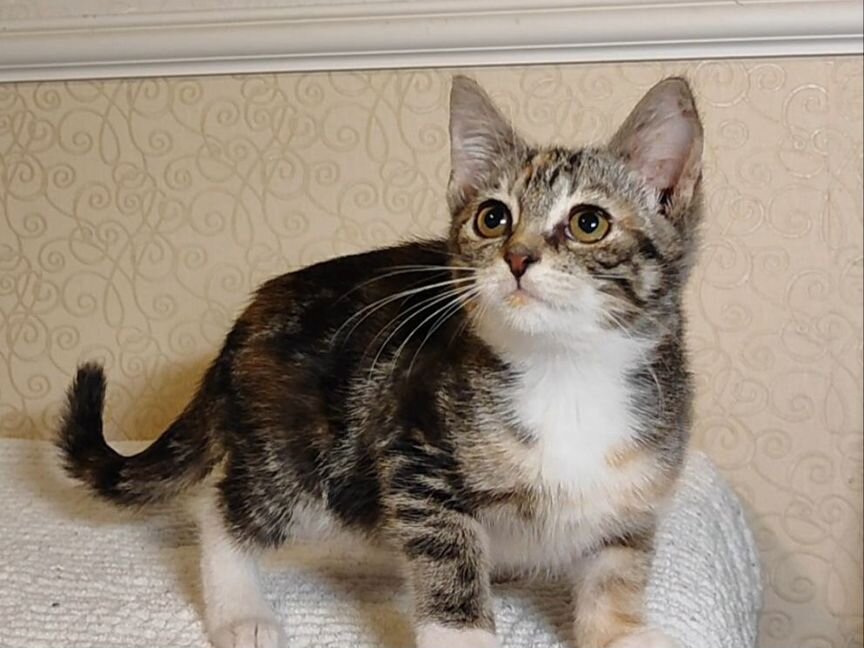 Котёнок 2.5 мес. Трехцветочка