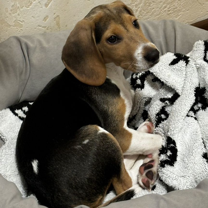 Щенок Эстонской гончей